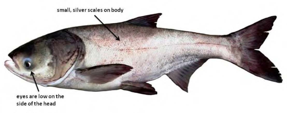 Bighead Carp | Mississippi Department of Wildlife, Fisheries, and Parks